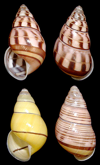 Amphidromus sowerbyi Fulton, 1907